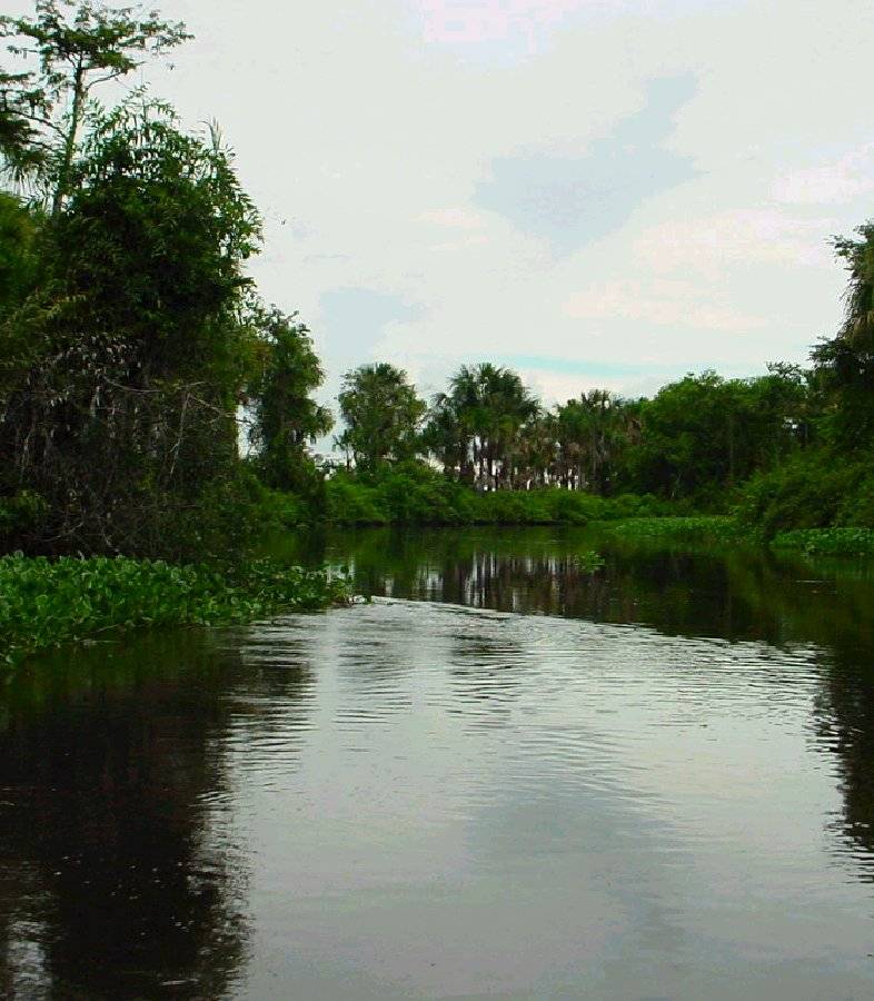 rio Morichal Largo - Venezuela Tuya